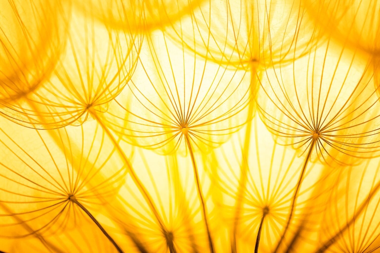 13 Fun and Surprising Facts About the Color Yellow to Brighten Your Day ...