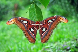 53 of the Most Colorful Moths in the World | Color Meanings