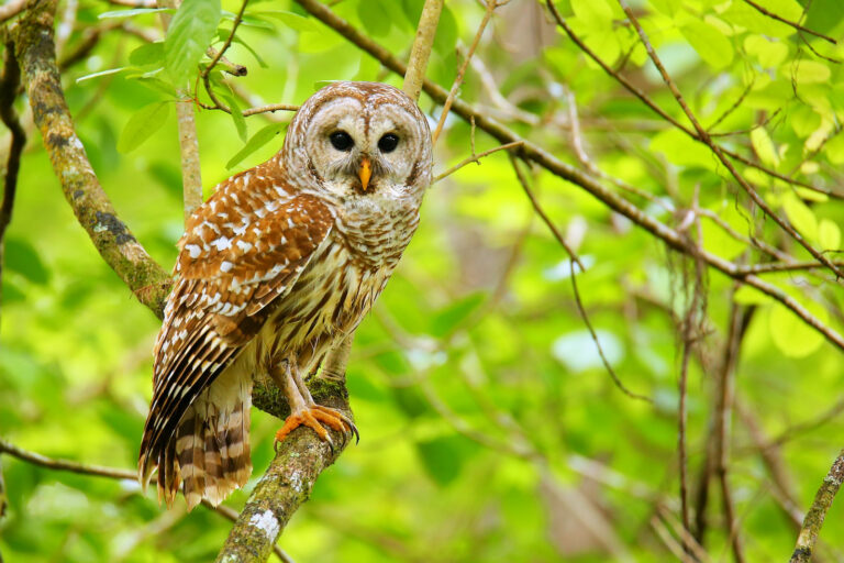55 of the Most Colorful Owls in the World | Color Meanings