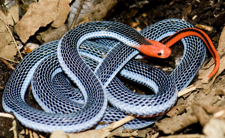 54 of the Most Colorful Snakes in the World | Color Meanings