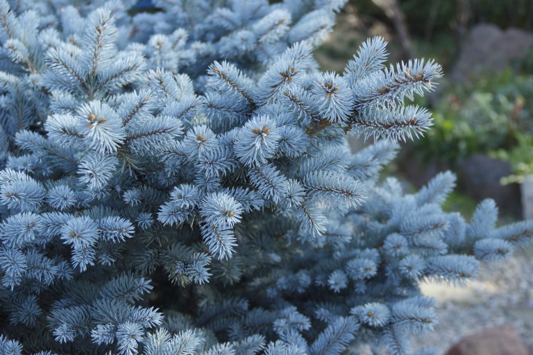 52 of the Most Colorful Trees in the World | Color Meanings