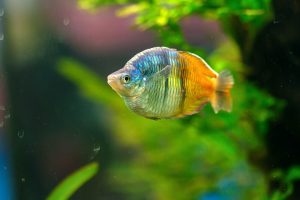 55 of the Most Colorful Fish in the World | Color Meanings