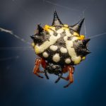 53 of the Most Colorful Spiders in the World | Color Meanings