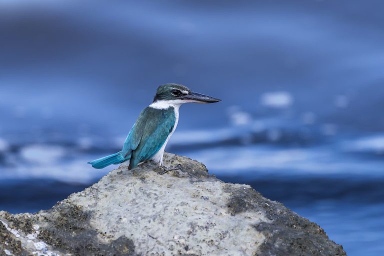 53 of the Most Colorful Birds in the World | Color Meanings