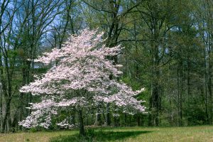 52 of the Most Colorful Trees in the World | Color Meanings