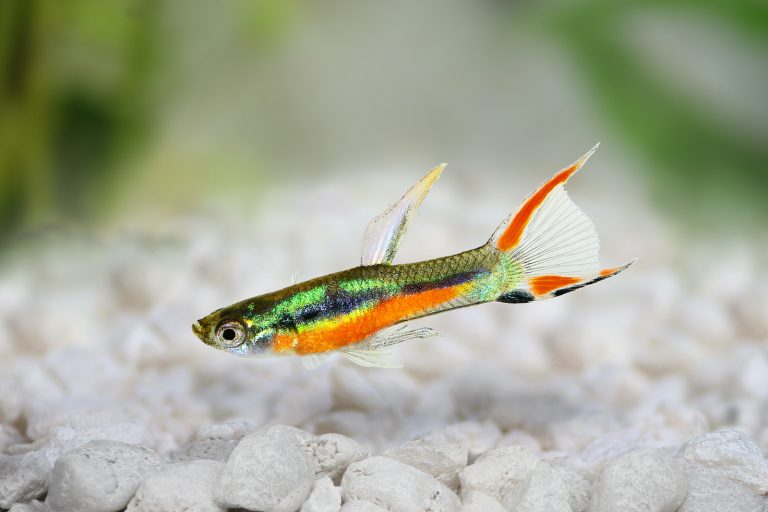 55 of the Most Colorful Fish in the World | Color Meanings