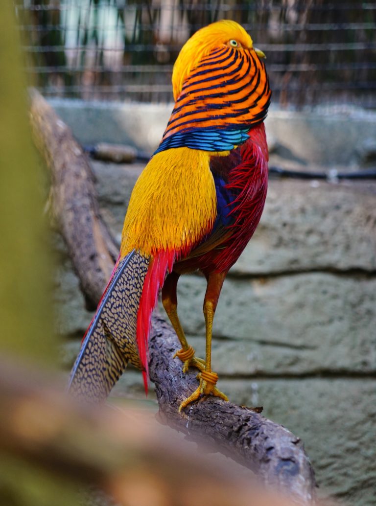 53 of the Most Colorful Birds in the World | Color Meanings