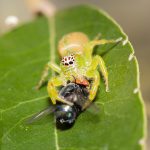53 of the Most Colorful Spiders in the World | Color Meanings