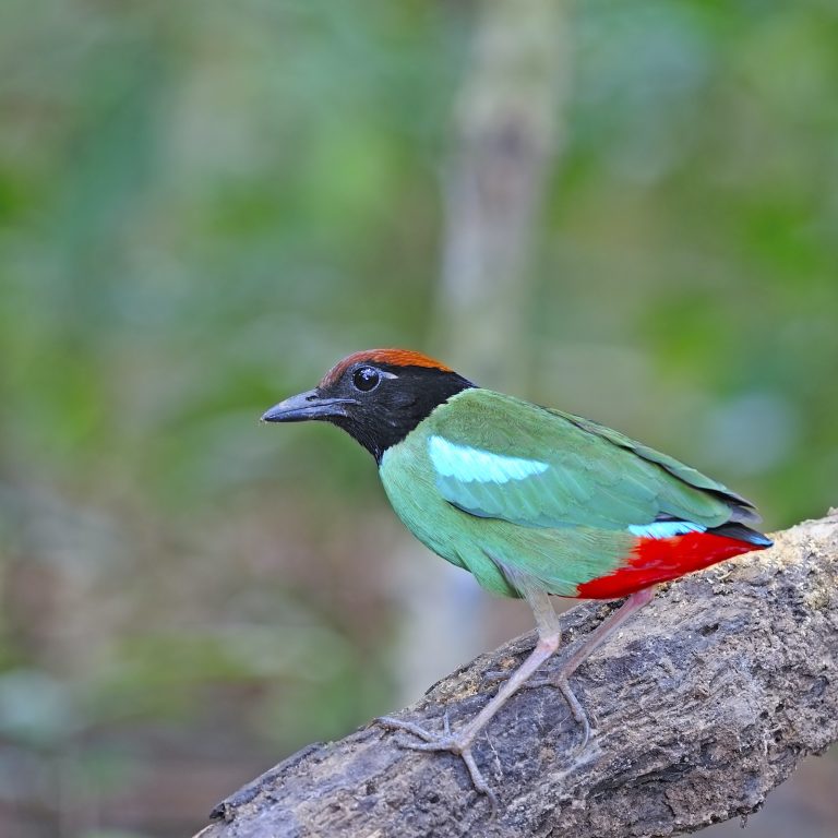 53 of the Most Colorful Birds in the World | Color Meanings
