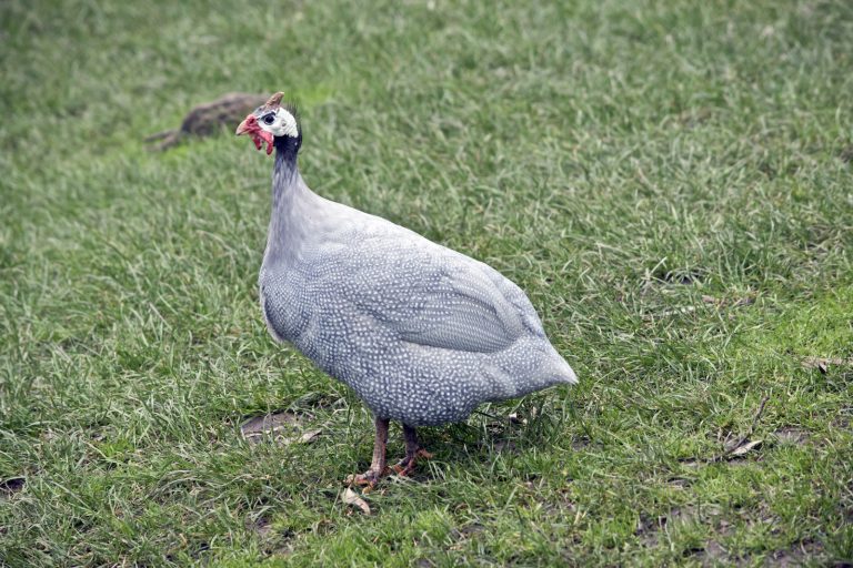 200+ Things That Are Gray in Nature (Full List and Photos) | Color Meanings