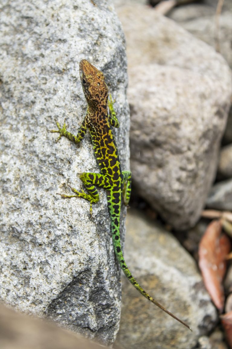 55 of the Most Colorful Lizards in the World | Color Meanings