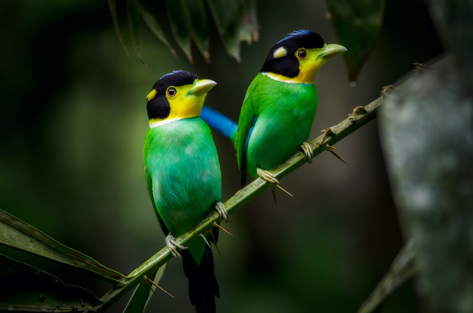 53 of the Most Colorful Birds in the World | Color Meanings
