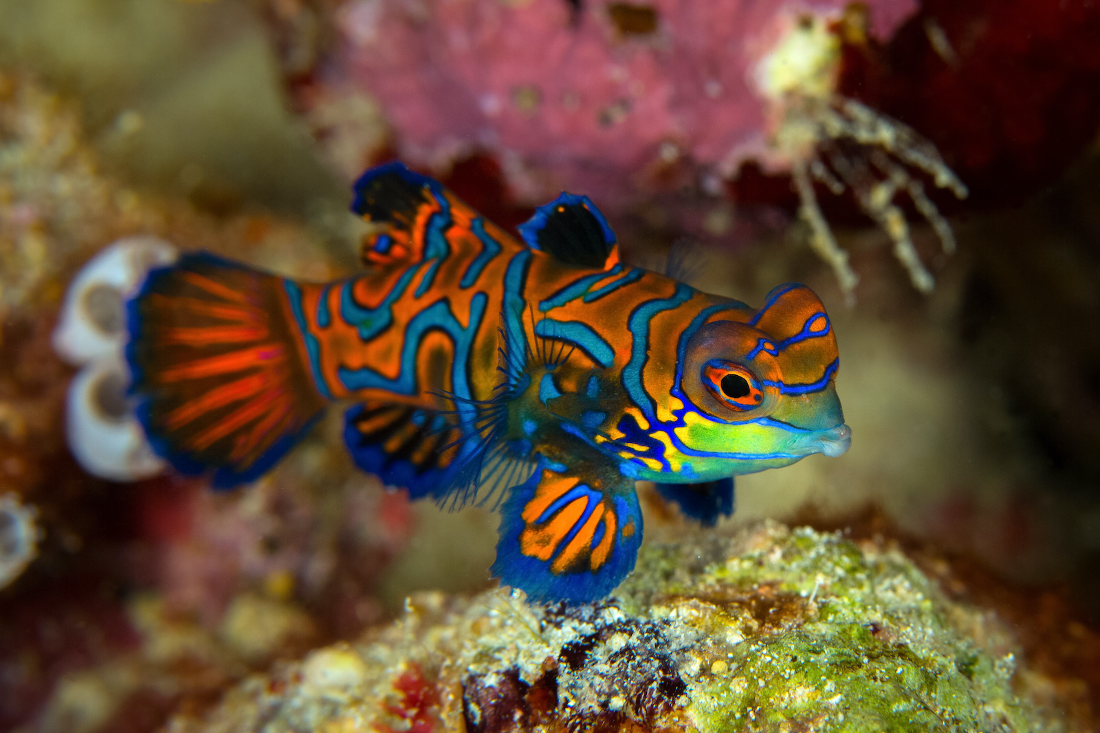 55 Of The Most Colorful Fish In The World Color Meanings 55 Of The Most Colorful Fish In The World Color Meanings