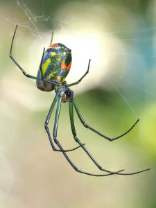 53 of the Most Colorful Spiders in the World | Color Meanings