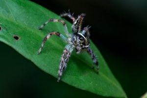 53 of the Most Colorful Spiders in the World | Color Meanings