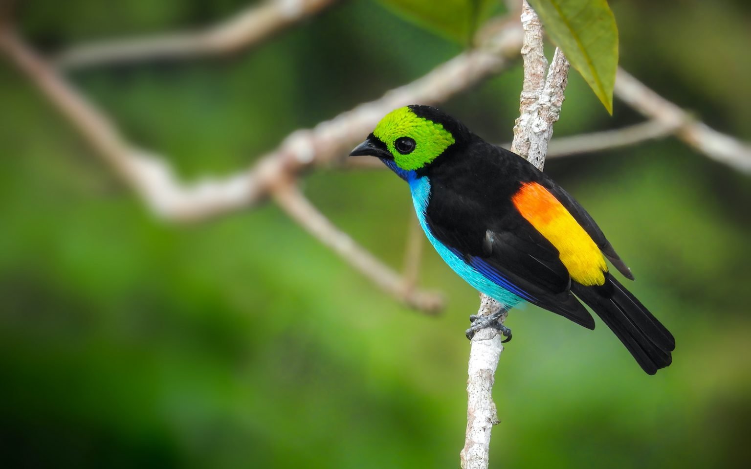 53 of the Most Colorful Birds in the World | Color Meanings