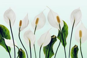 200+ Things That Are White in Nature (Full List and Photos) | Color ...