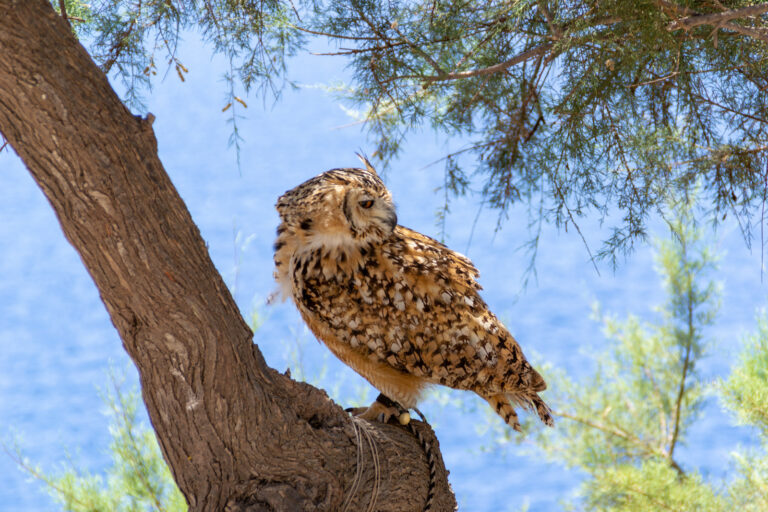 55 of the Most Colorful Owls in the World - Color Meanings