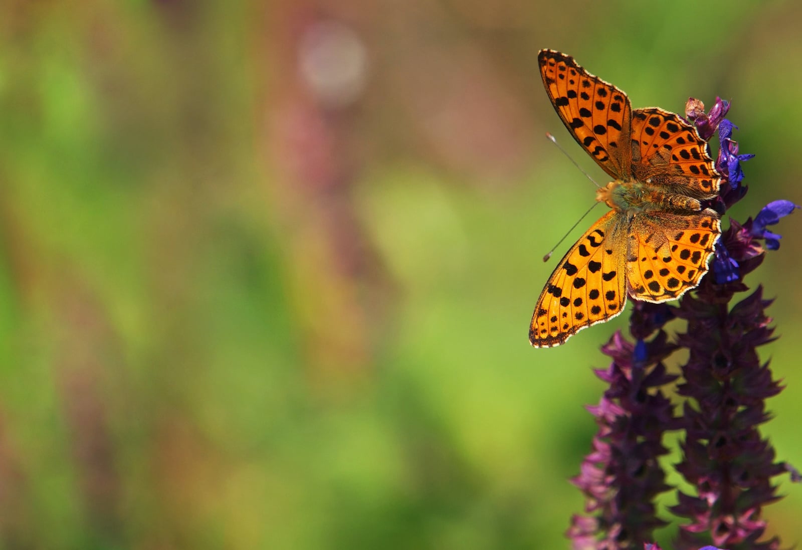 53 of the Most Colorful Butterflies in the World | Color Meanings