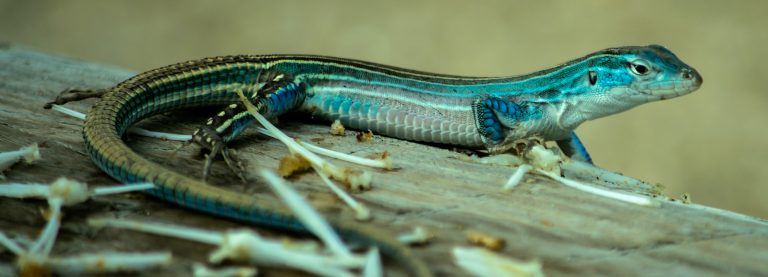 55 of the Most Colorful Lizards in the World | Color Meanings