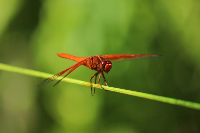 Dragonfly Color Symbolism: 11 Different Colors of Dragonflies and Their ...