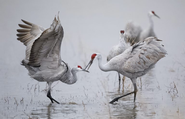 200+ Things That Are Gray in Nature (Full List and Photos) | Color Meanings