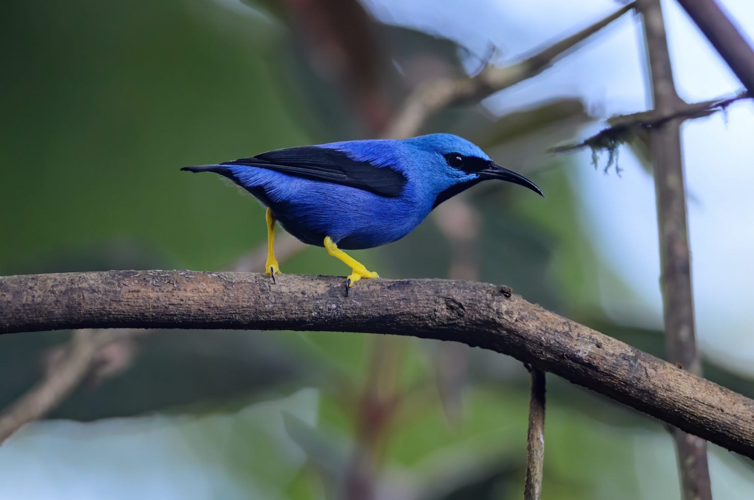 53 of the Most Colorful Birds in the World | Color Meanings