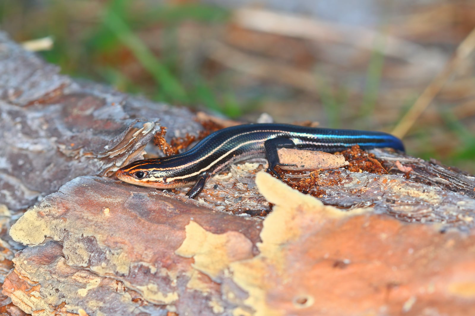 55 of the Most Colorful Lizards in the World | Color Meanings