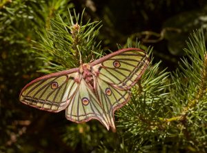 53 of the Most Colorful Moths in the World | Color Meanings