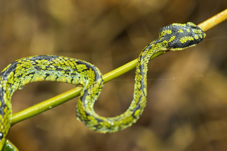 54 of the Most Colorful Snakes in the World | Color Meanings