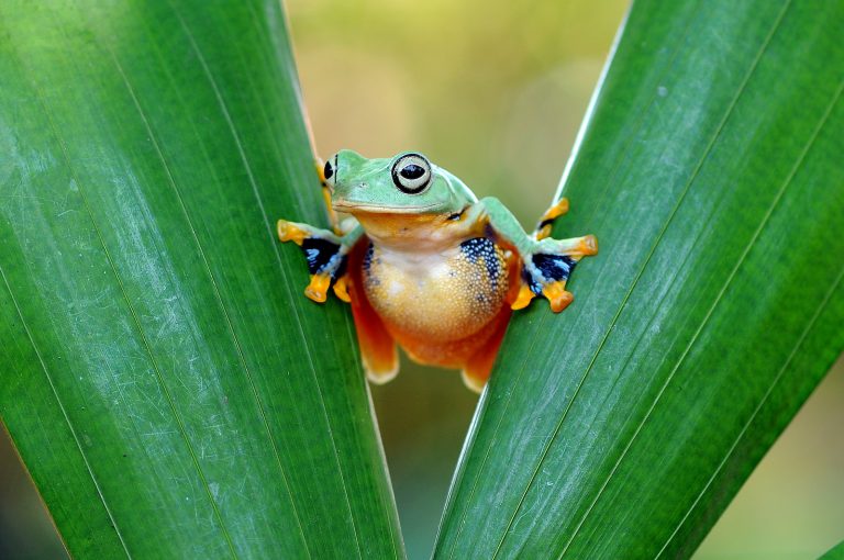 53 of the Most Colorful Frogs in the World | Color Meanings