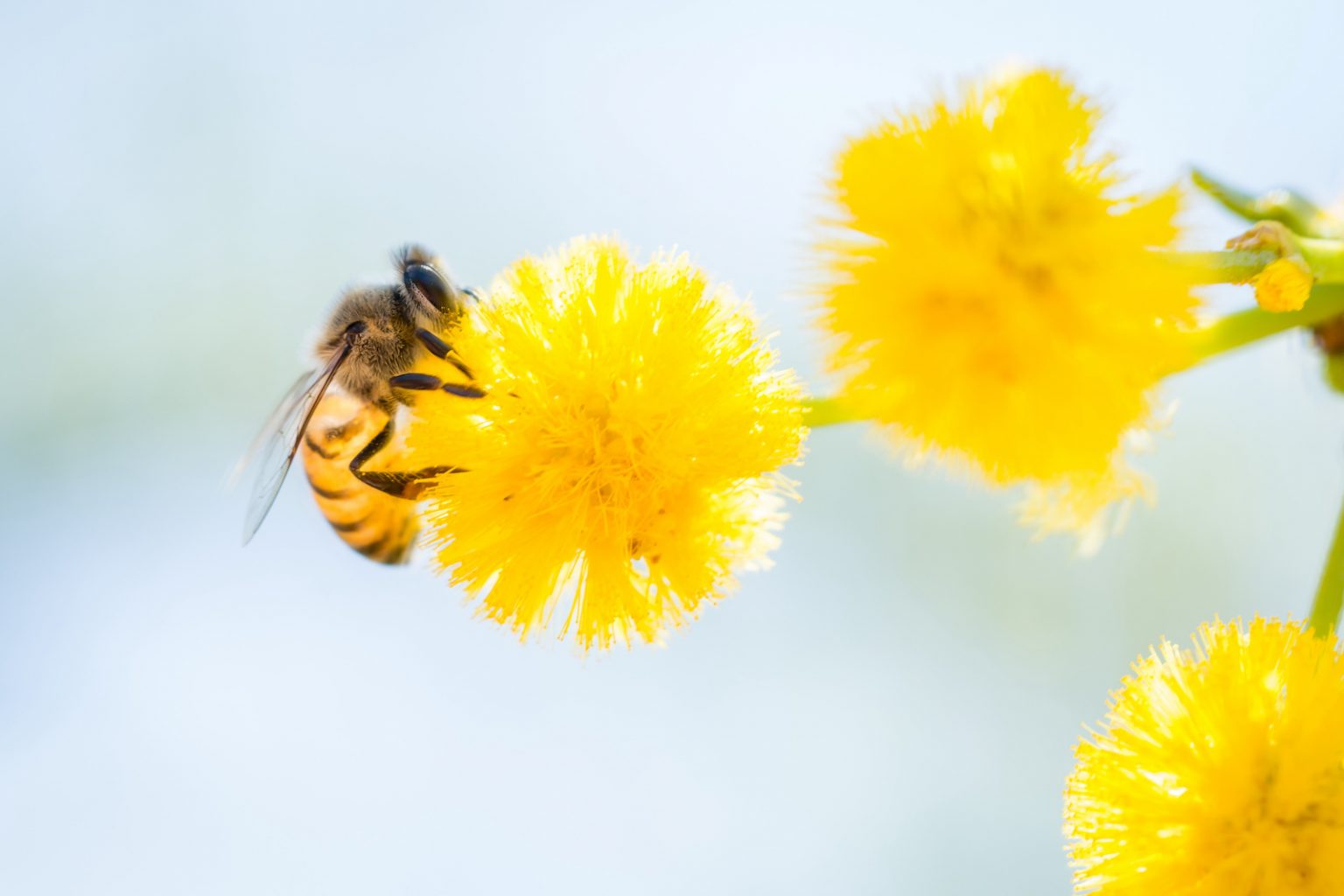 200+ Things That Are Yellow in Nature (Full List and Photos) | Color ...