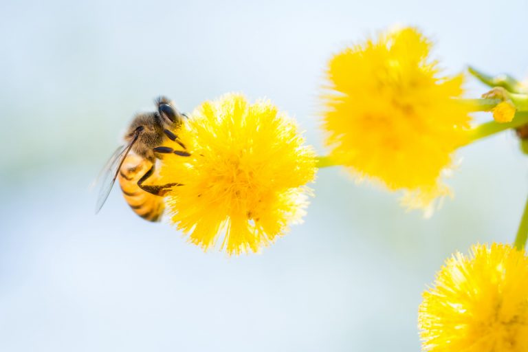 200+ Things That Are Yellow in Nature (Full List and Photos) | Color ...