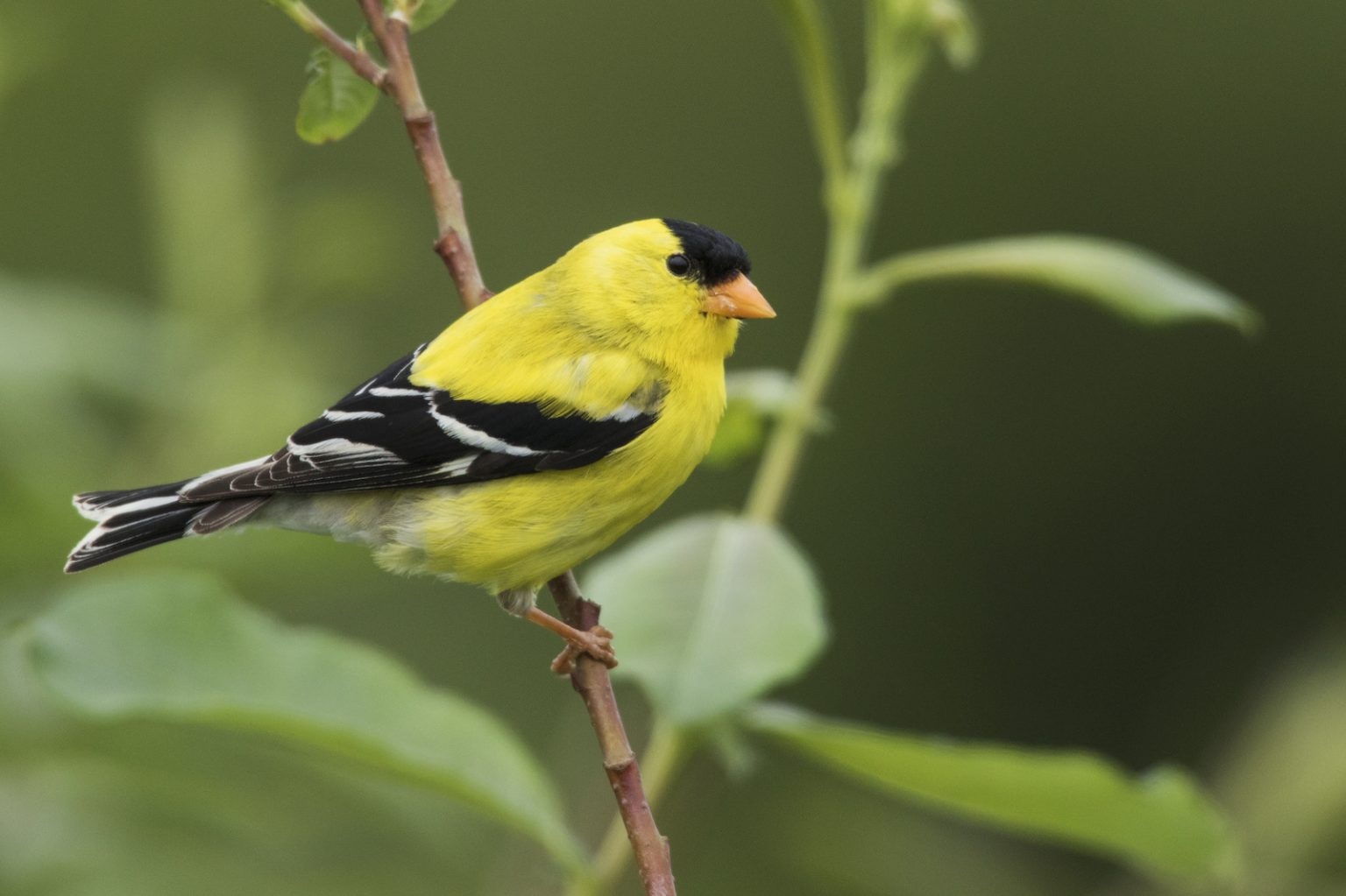 200+ Things That Are Yellow in Nature (Full List and Photos) | Color ...