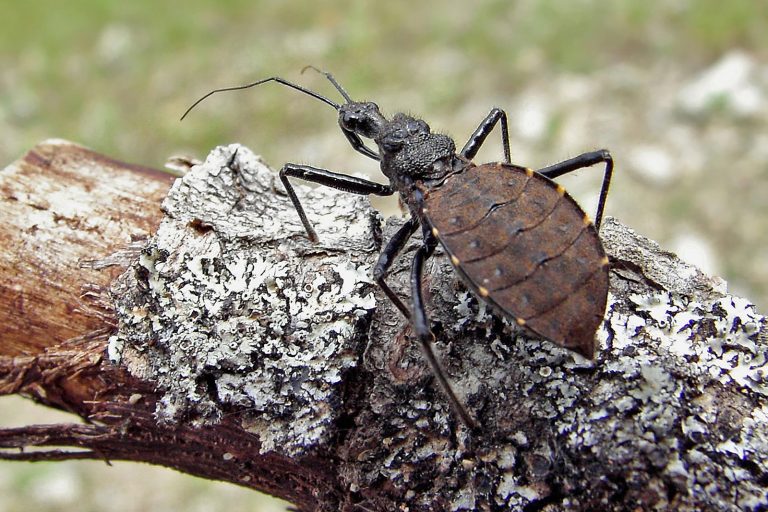 200+ Things That Are Black in Nature (Full List and Photos) | Color ...