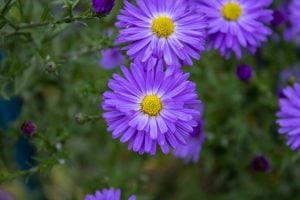 200+ Things That Are Purple in Nature (Full List and Photos) | Color ...