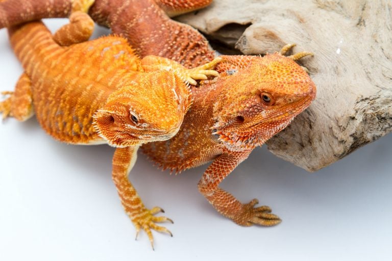200+ Things That Are Orange in Nature (Full List and Photos) | Color ...