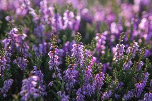 200+ Things That Are Purple in Nature (Full List and Photos) | Color ...