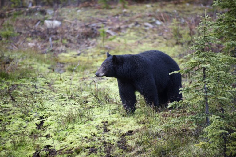 200+ Things That Are Black in Nature (Full List and Photos) | Color ...