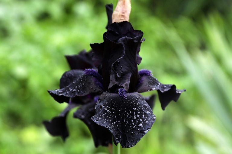 200+ Things That Are Black in Nature (Full List and Photos) | Color ...