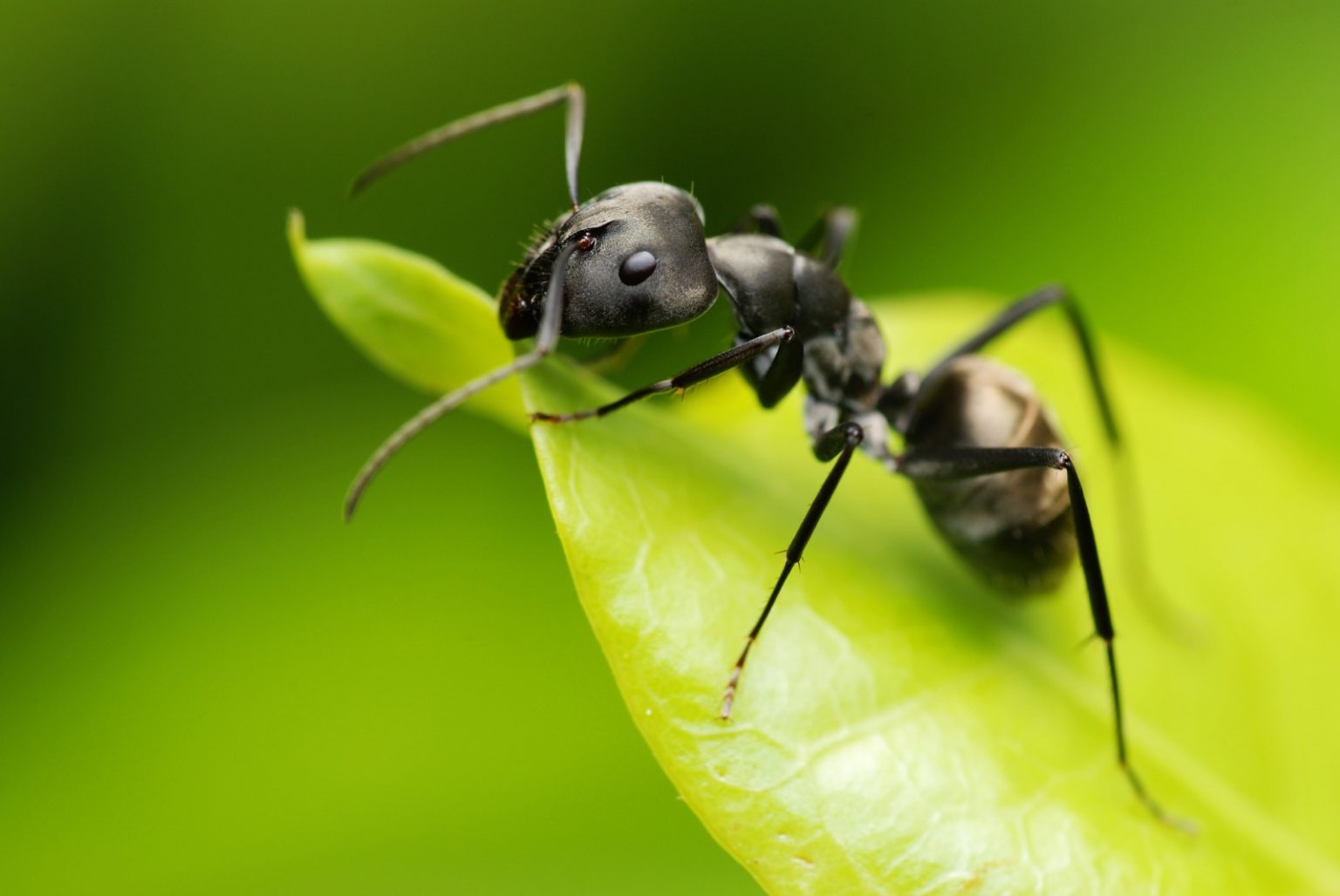 200+ Things That Are Black in Nature (Full List and Photos) | Color ...