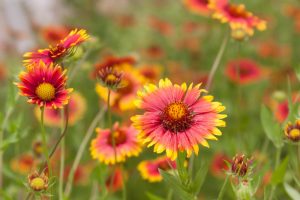 140 Things That Are Red in Nature (With Beautiful Photos) | Color Meanings