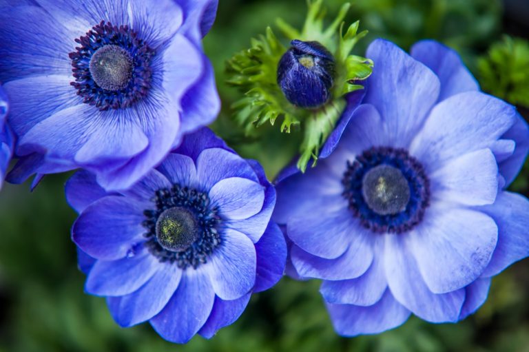 200+ Things That Are Blue in Nature (Full List and Photos) | Color Meanings