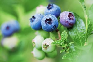 200+ Things That Are Purple in Nature (Full List and Photos) | Color ...