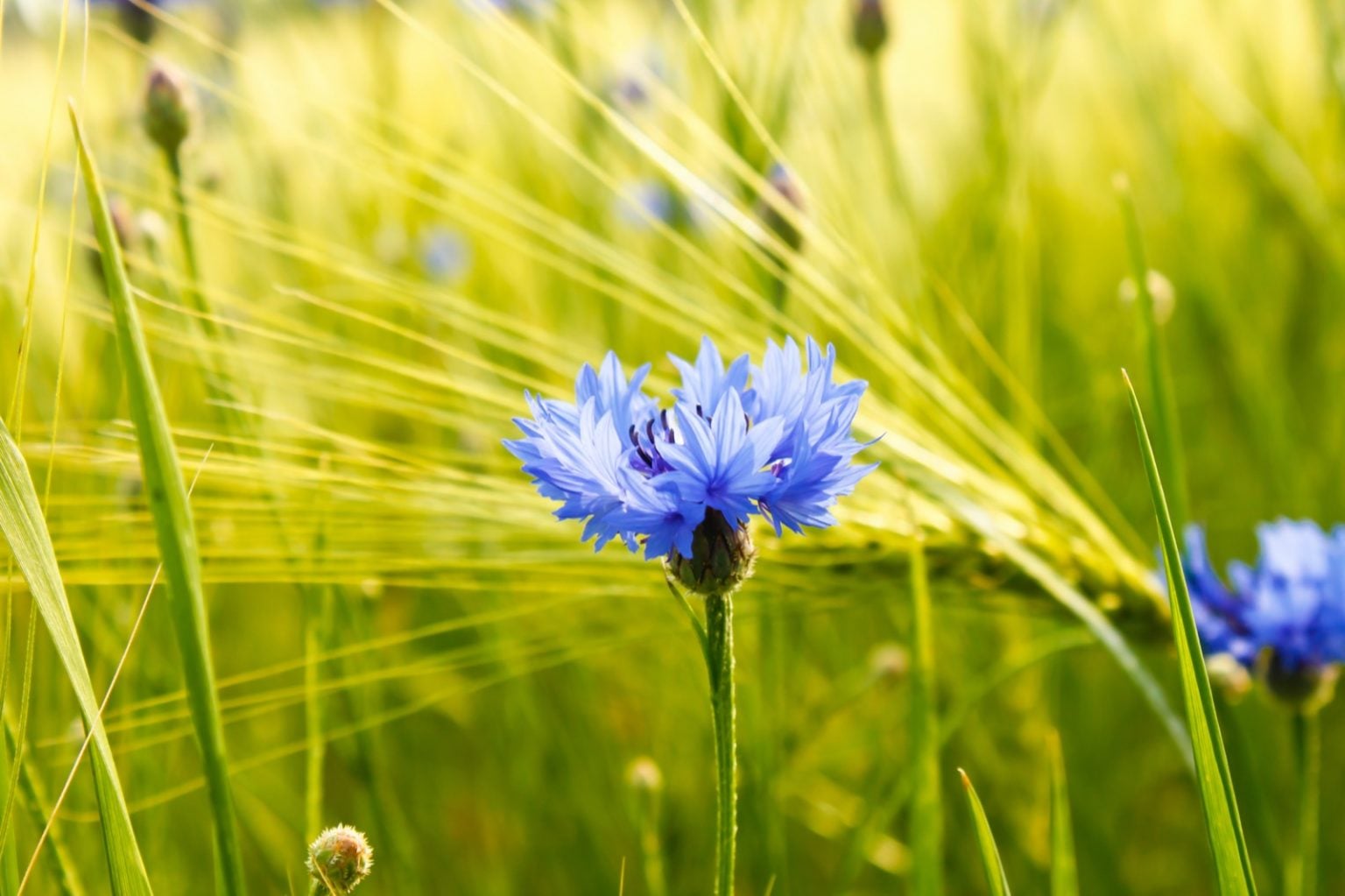 200+ Things That Are Blue in Nature (Full List and Photos) | Color Meanings