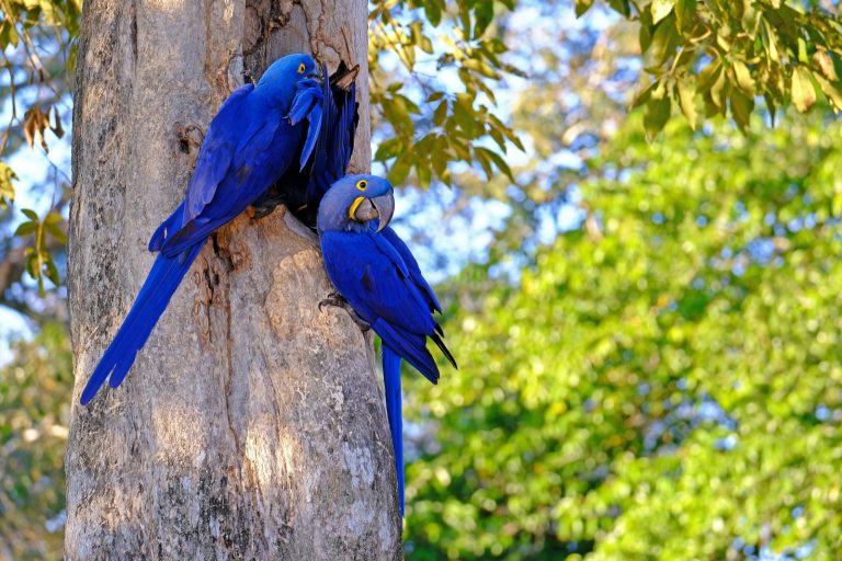 200+ Things That Are Blue in Nature (Full List and Photos) | Color Meanings