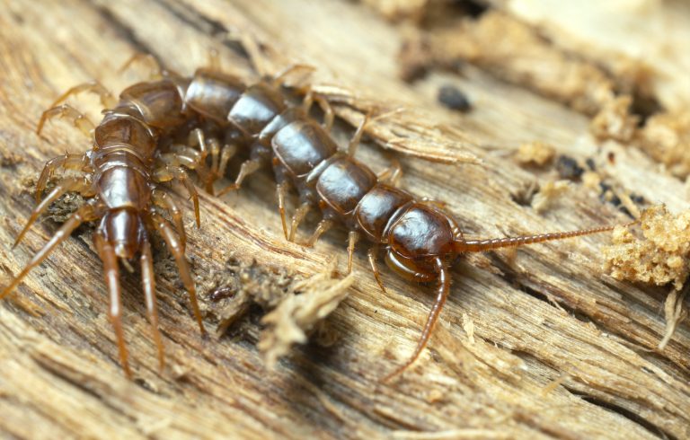 200+ Things That Are Brown in Nature (Full List and Photos) | Color ...