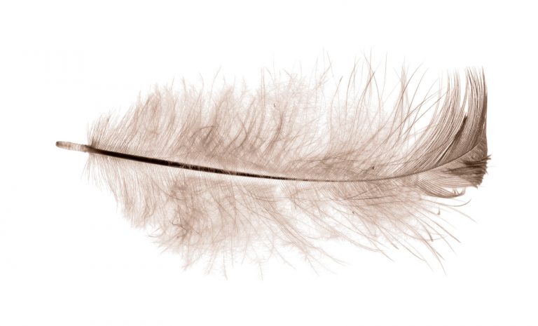 Feather Color Meanings: The Significance of Feathers and What They ...