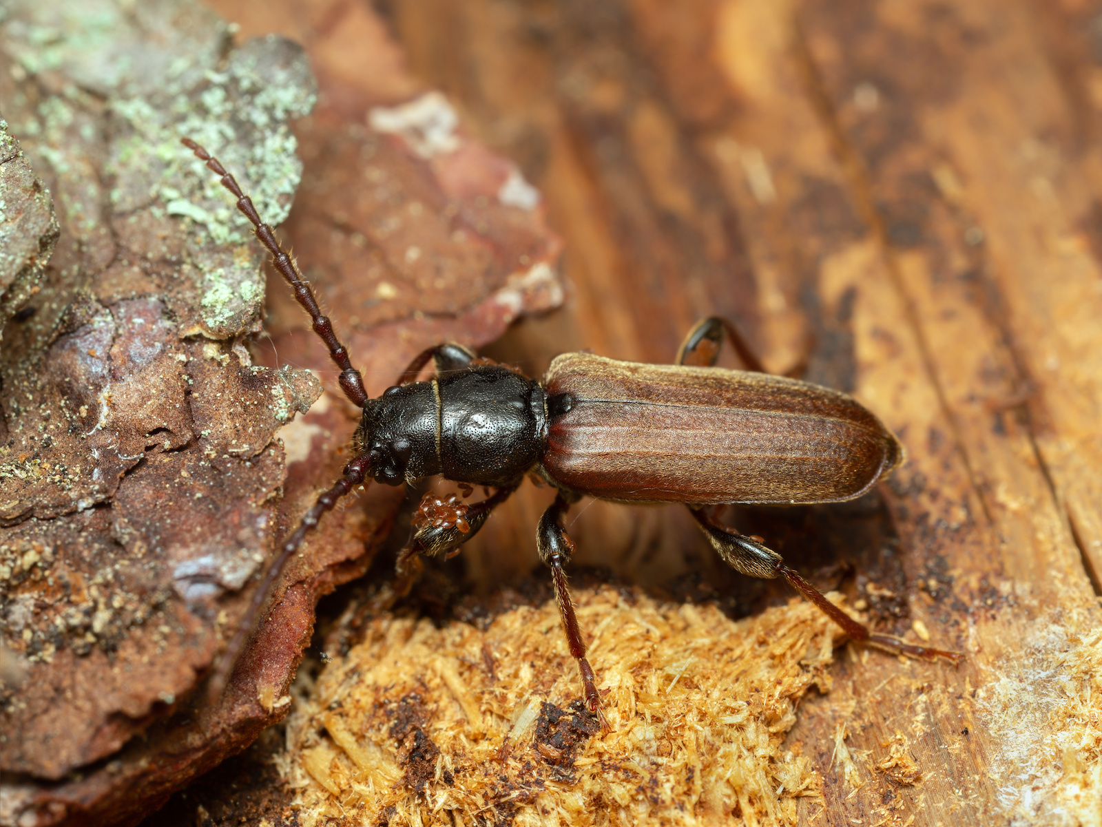 200+ Things That Are Brown in Nature (Full List and Photos) | Color ...