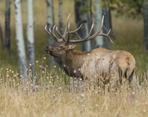 200+ Things That Are Brown in Nature (Full List and Photos) | Color ...